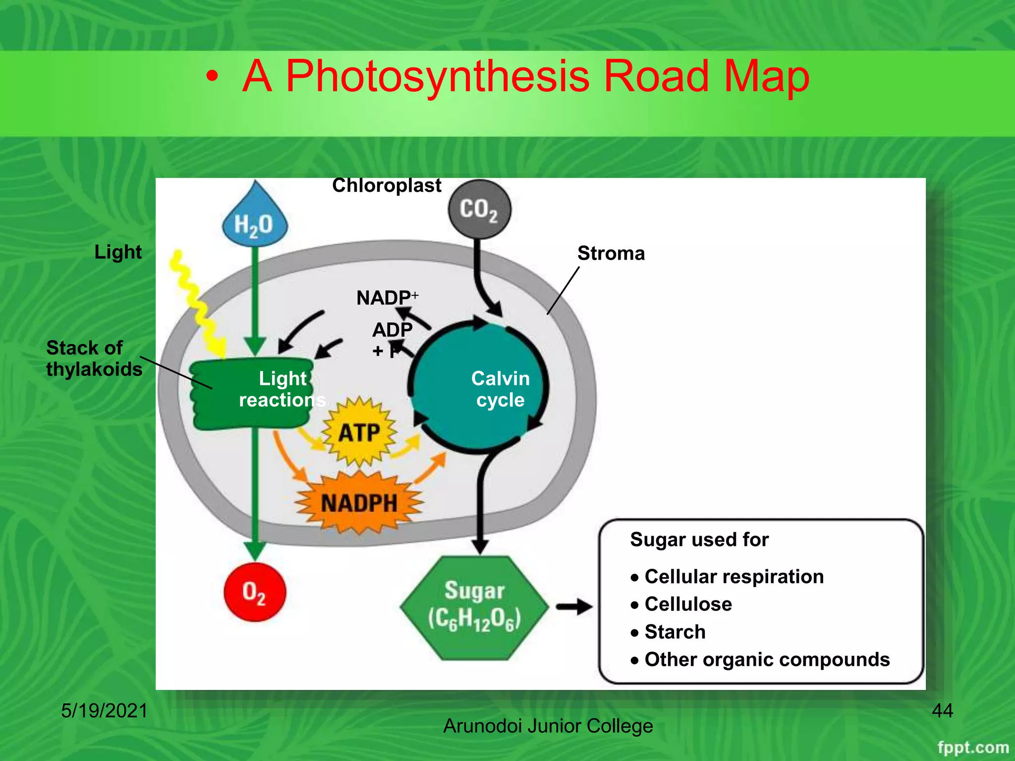 Photosynthesis | PPTX