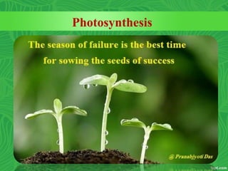Photosynthesis | PPT