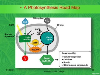 Road Map Of Cellular Respiration