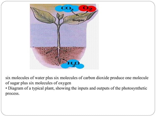 PRIMARY EVENTS IN Photosynthesis | PPTX