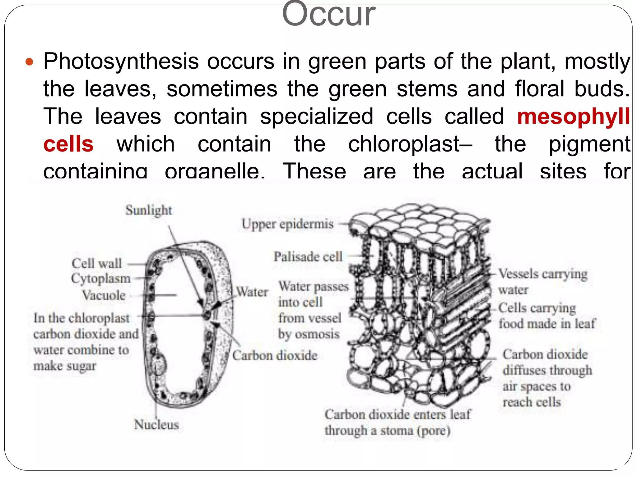 Photosynthesis | PPTX