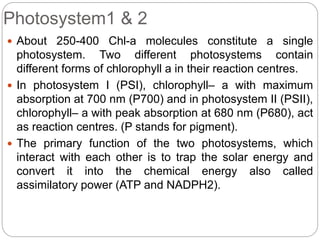 Photosynthesis | PPT