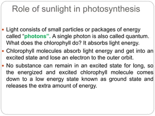 Photosynthesis | PPT