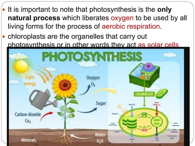 Photosynthesis | PPT