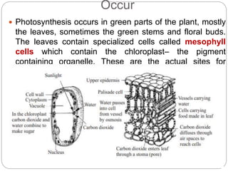 Photosynthesis | PPT