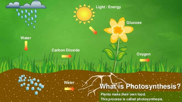 Photosynthesis | PPTX