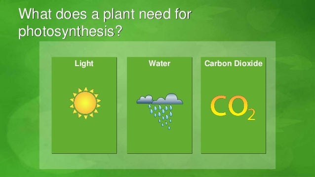 Photosynthesis | PPTX