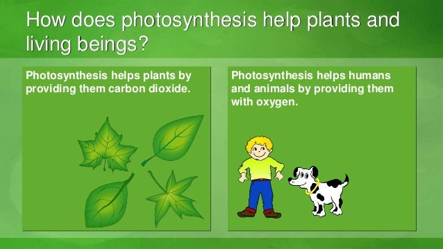 Photosynthesis | PPTX