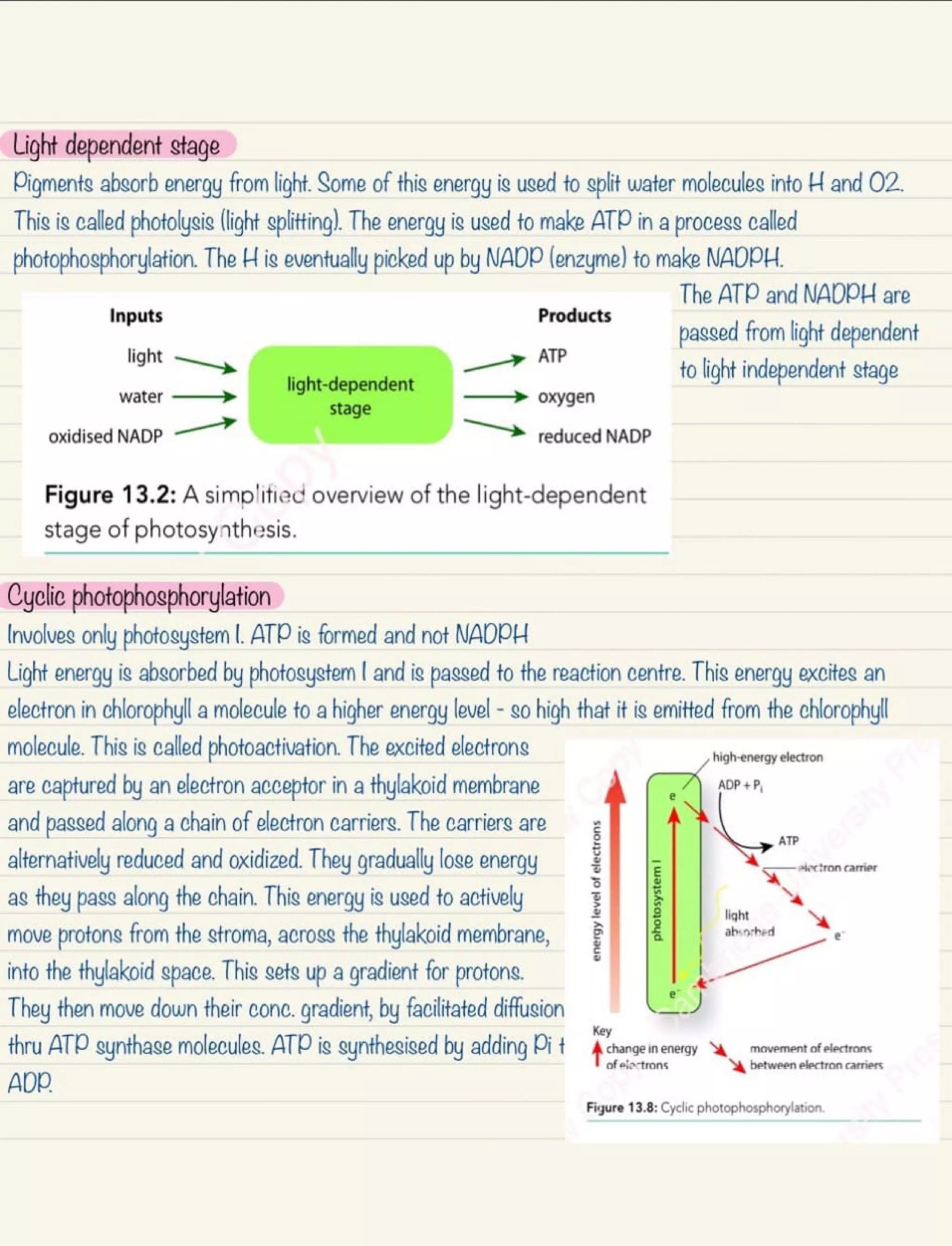 Photosynthesis.pdf