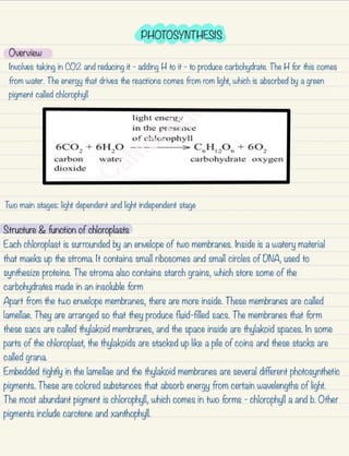 Photosynthesis.pdf