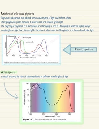 Photosynthesis.pdf