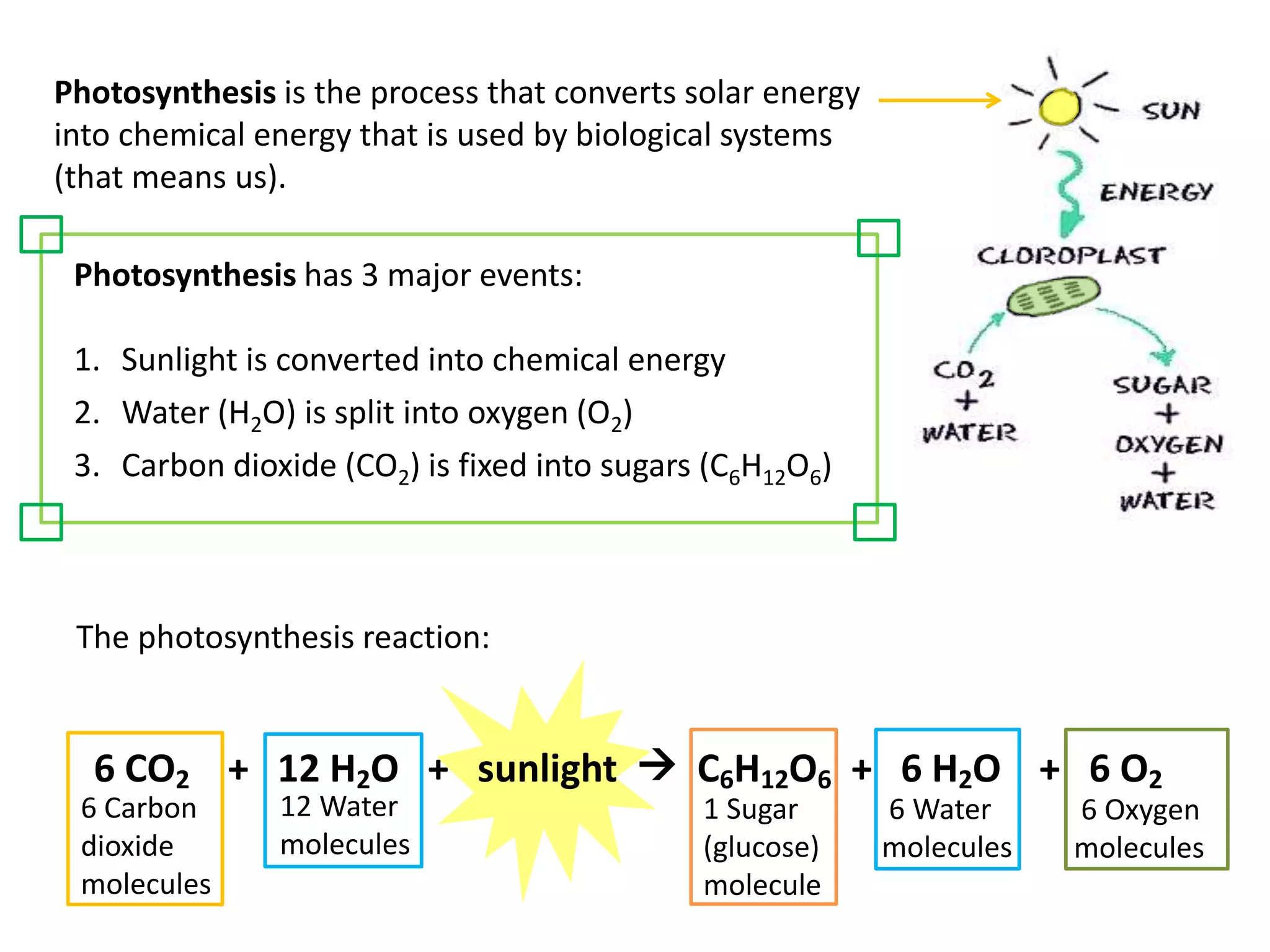 Photosynthesis | PPTX