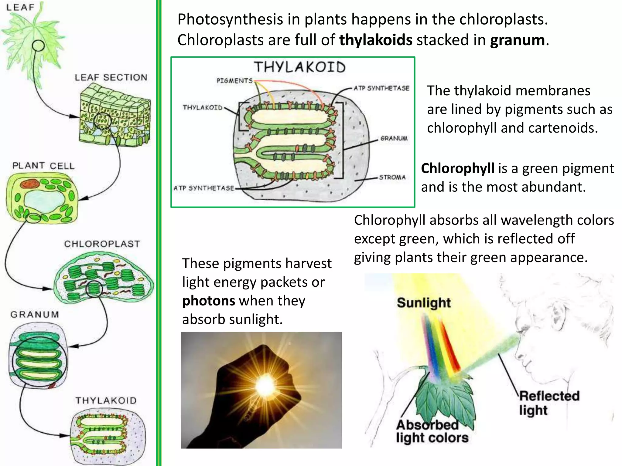 Photosynthesis | PPTX
