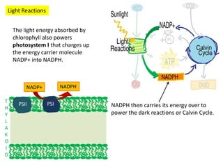 Photosynthesis | PPTX