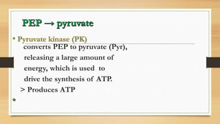 photosynthesis.pptx