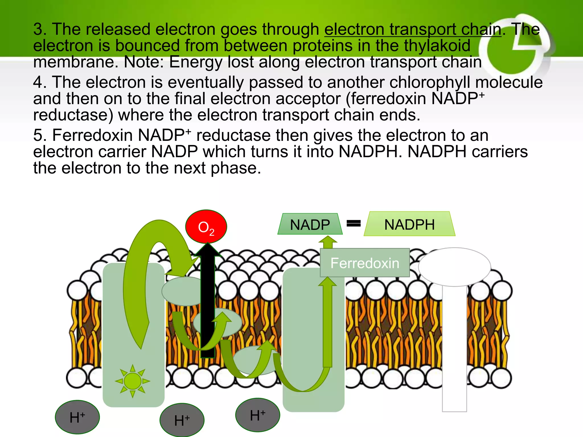 Photosynthesis.pptx