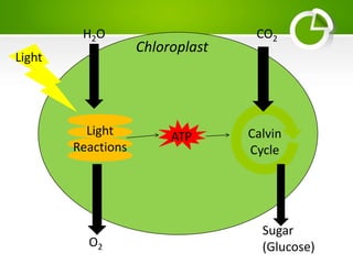 Photosynthesis.pptx