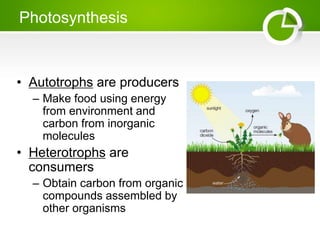 Photosynthesis.pptx