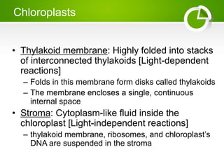 Photosynthesis.pptx