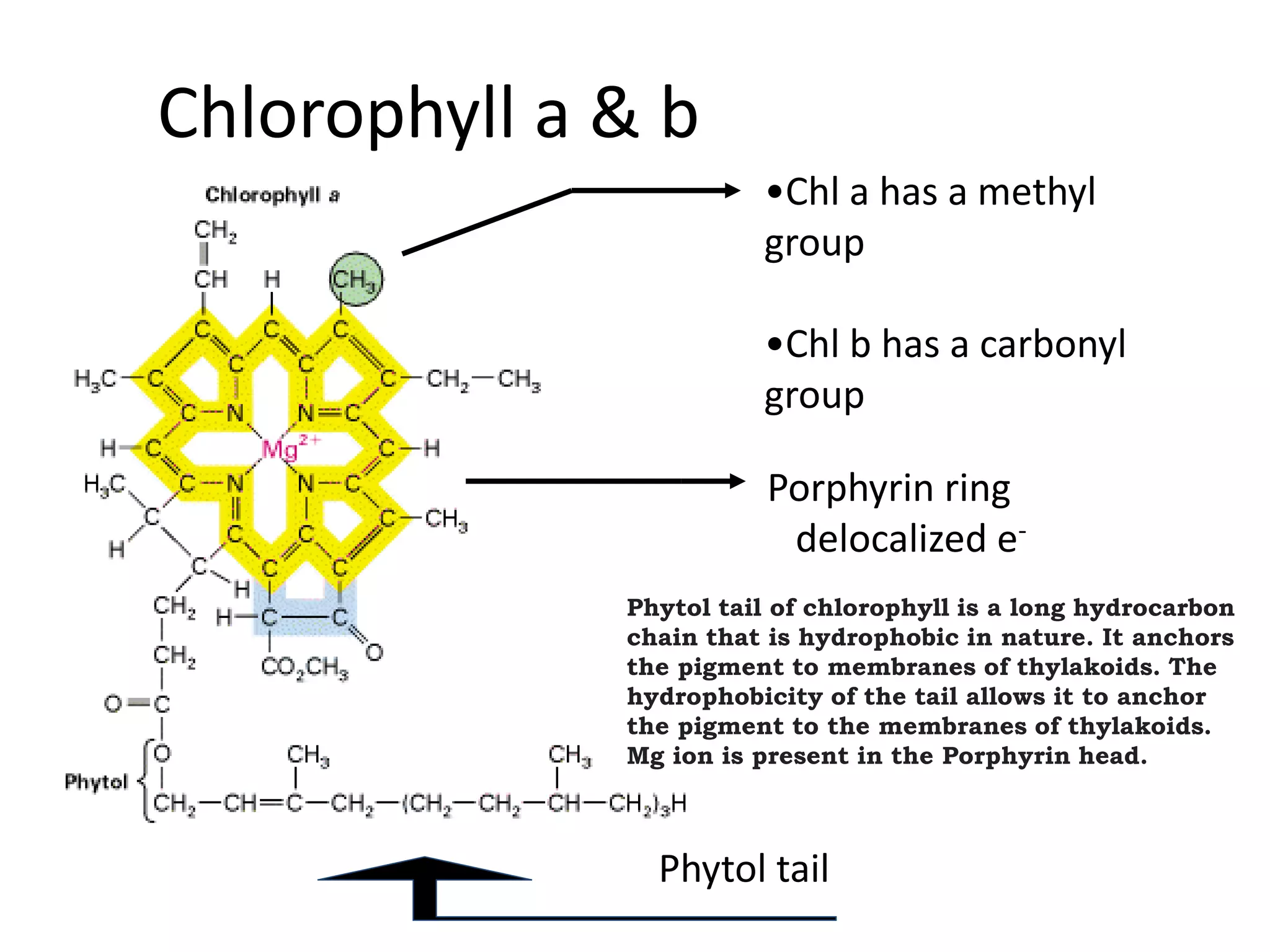 Photosynthesis.pptx