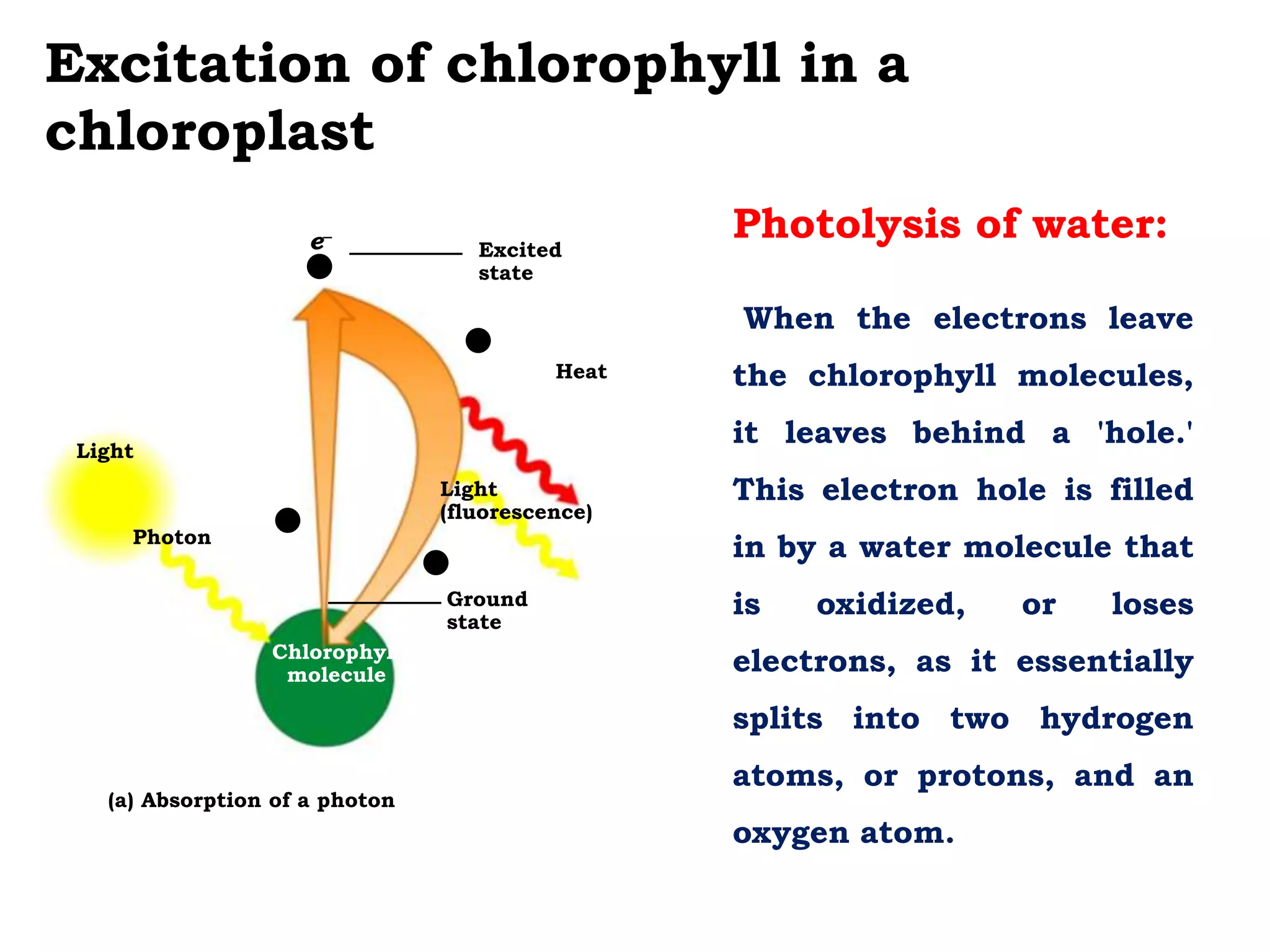Photosynthesis.pptx