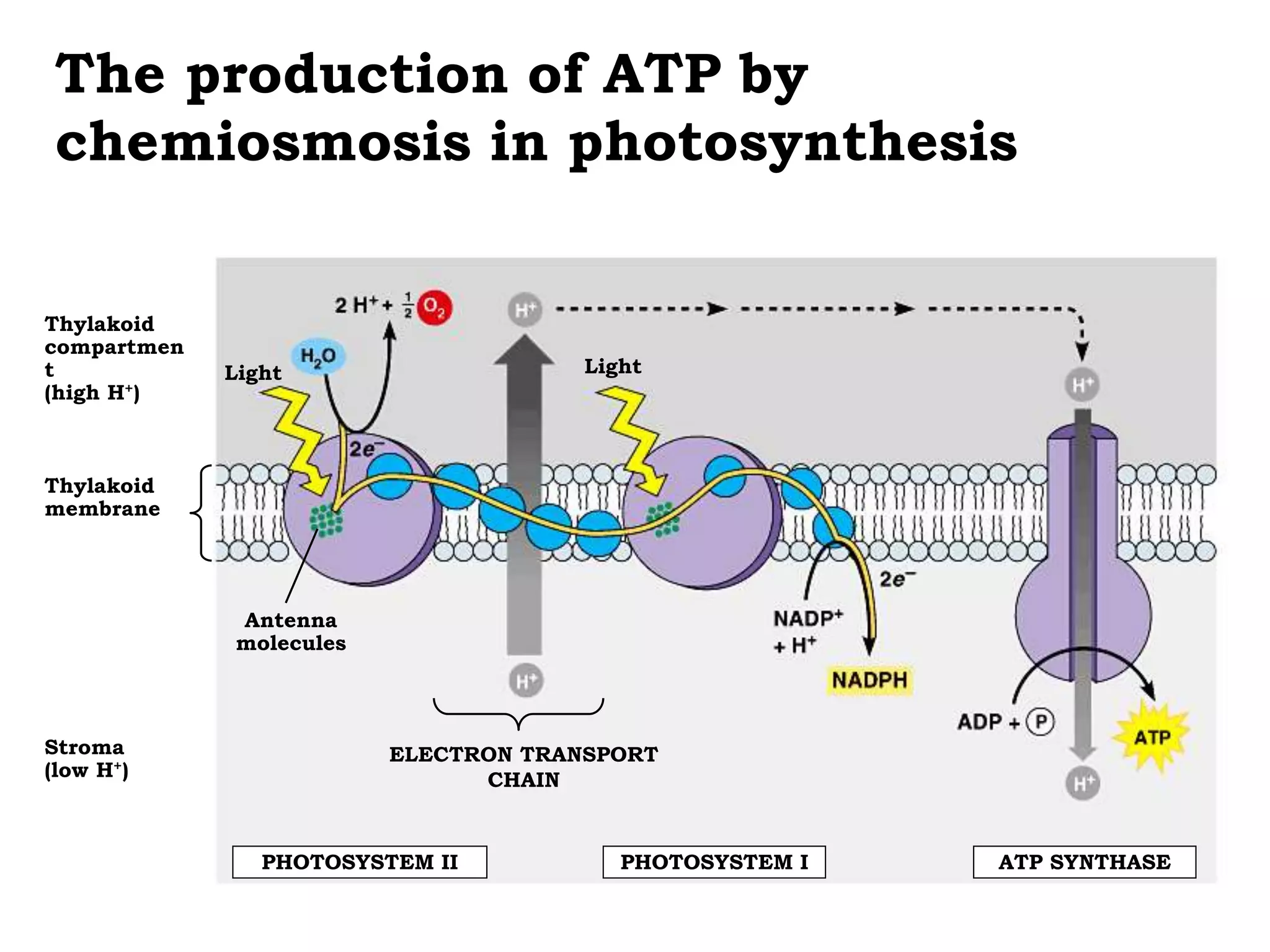 Photosynthesis.pptx