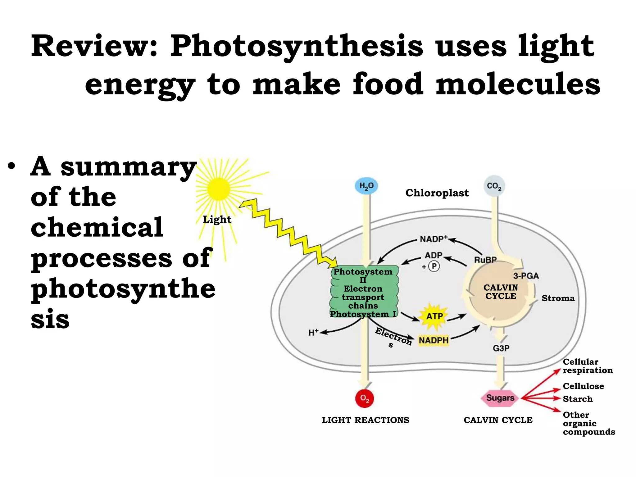 Photosynthesis.pptx