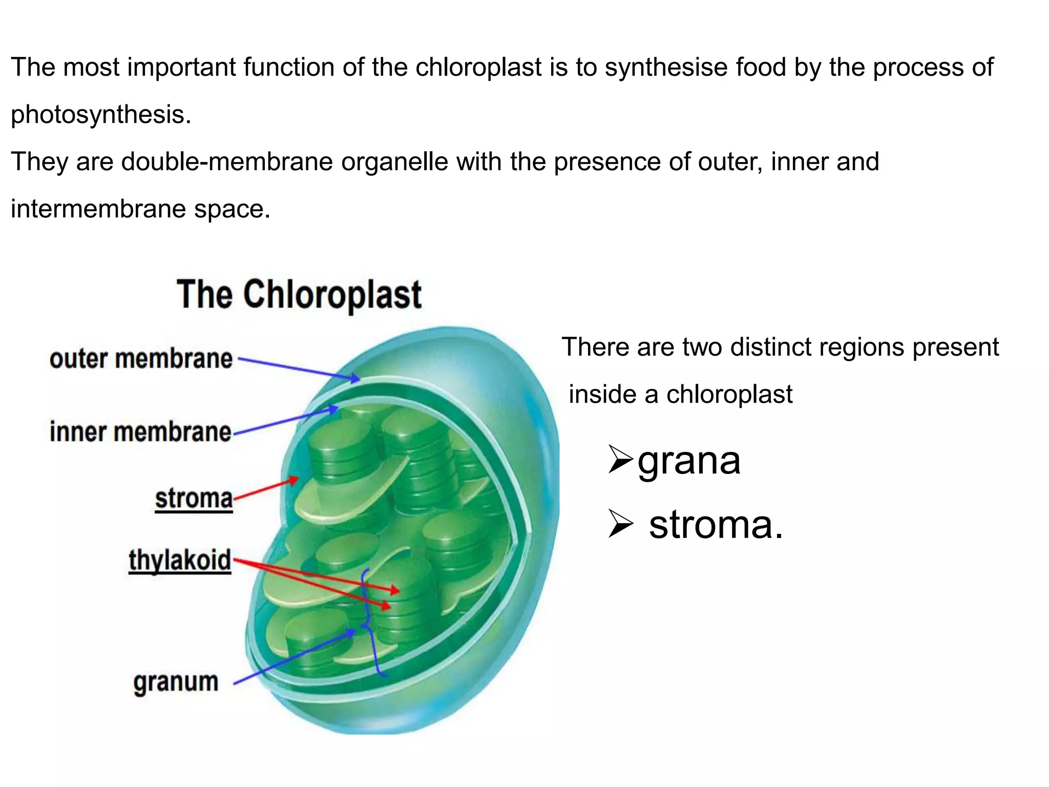 photosynthesis.pptx | Biological Sciences | Science