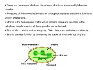 photosynthesis.pptx | Biological Sciences | Science