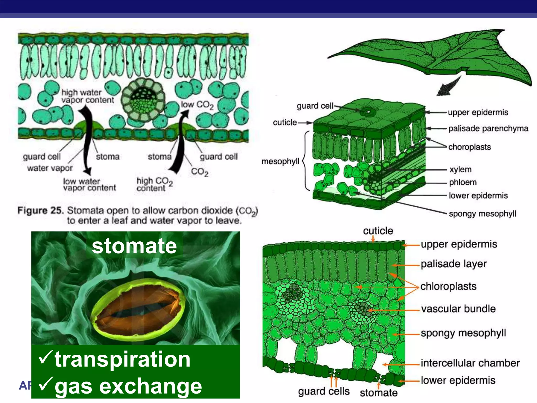 Photosynthesis.ppt