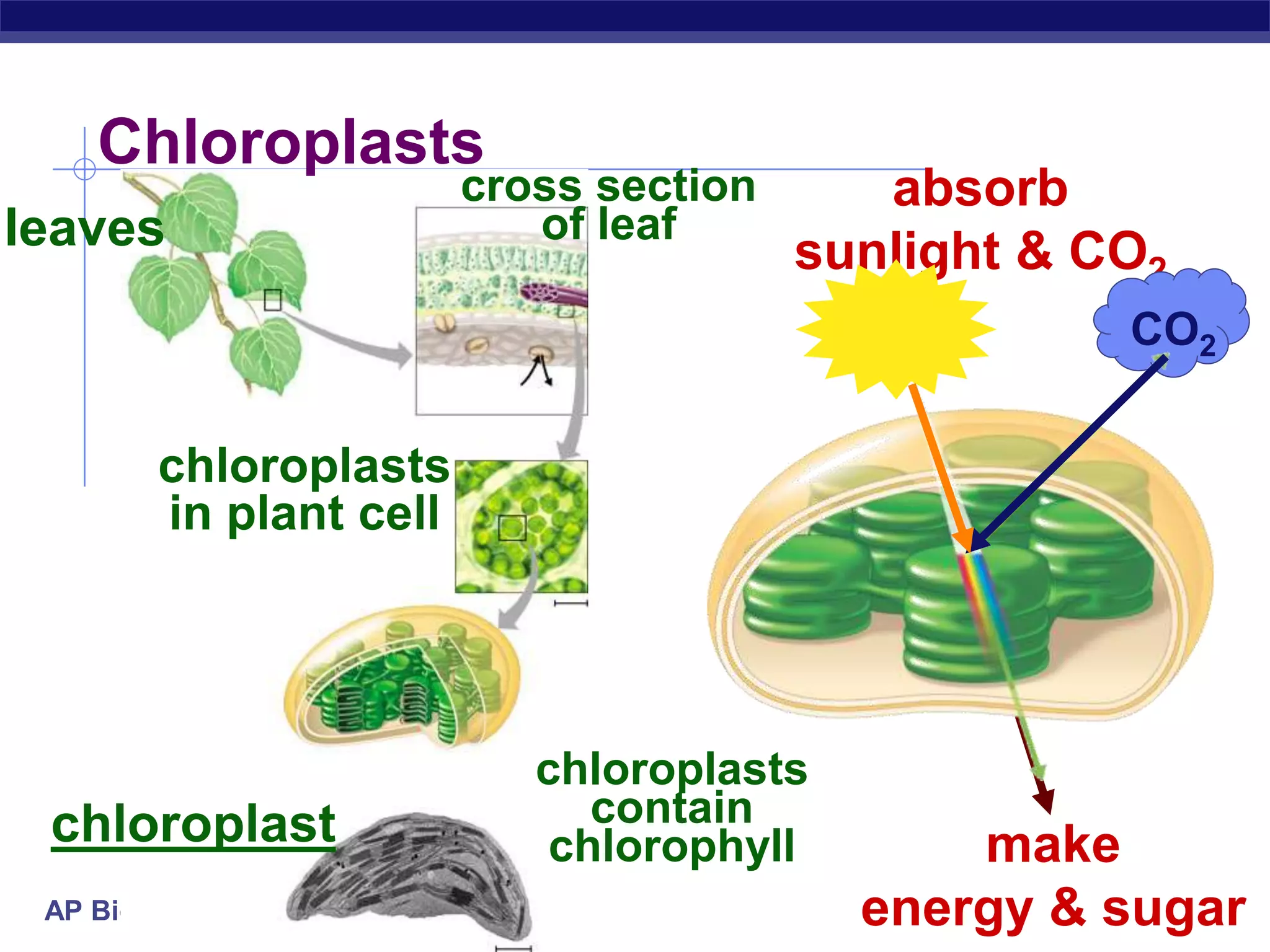 Photosynthesis.ppt