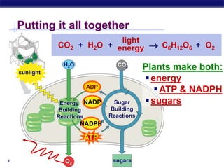 Photosynthesis.ppt