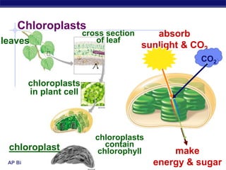 Photosynthesis.ppt