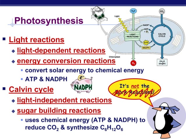 Photosynthesis.ppt
