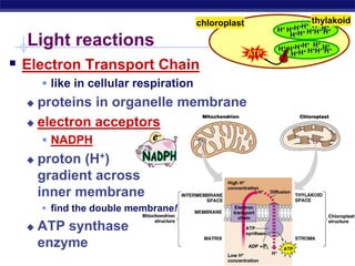 Photosynthesis.ppt