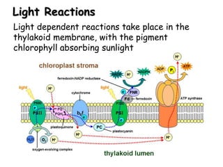 Photosynthesihhs.ppsx