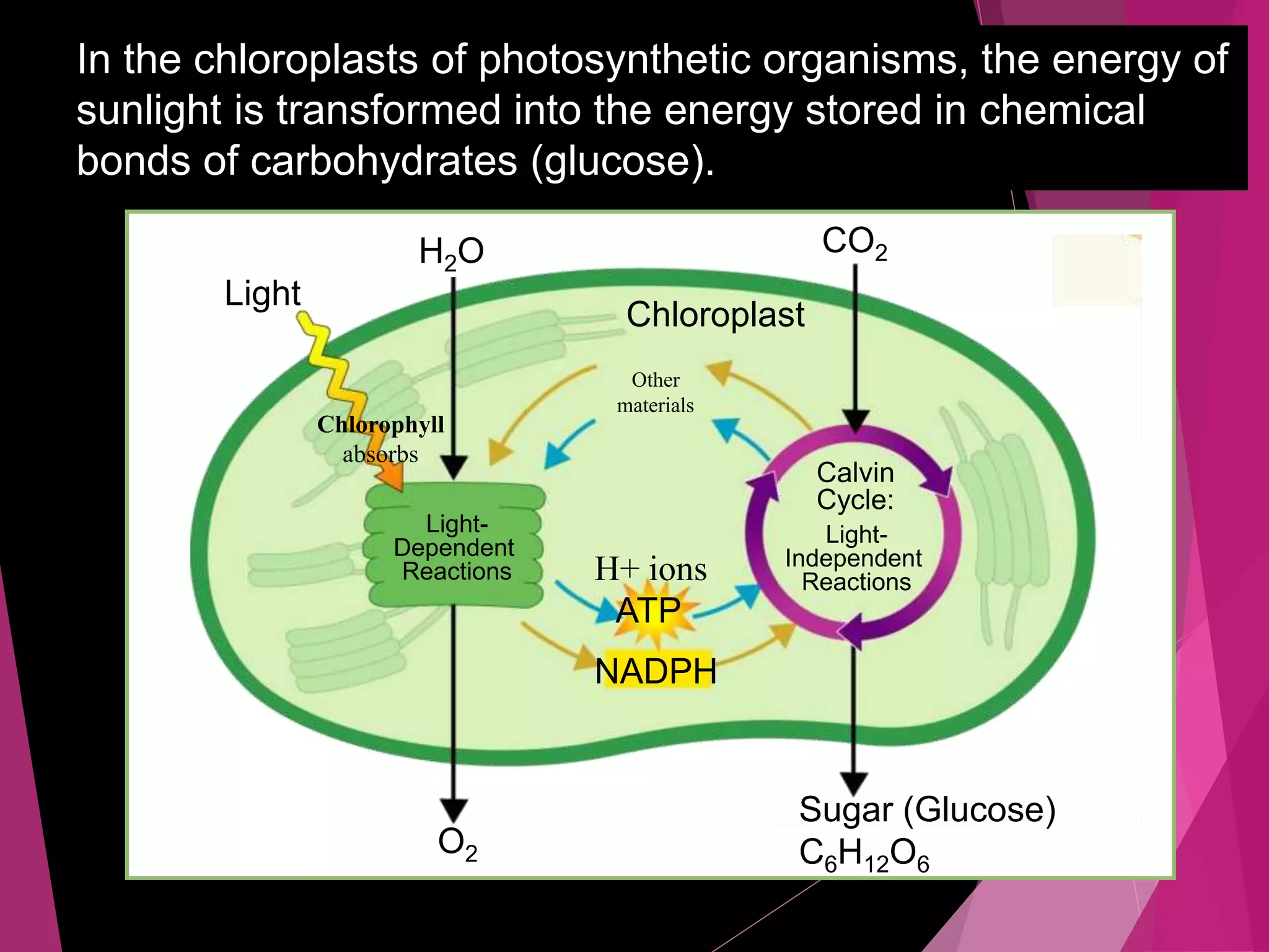 Photosynthesis.ppt