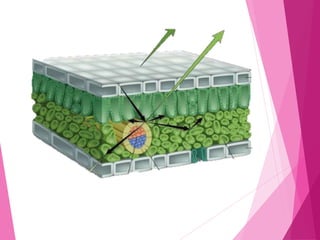 Photosynthesis.ppt