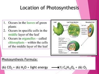 Photosynthesis.ppt