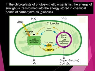 Photosynthesis.ppt