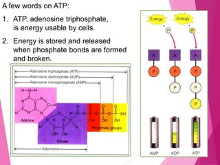 Photosynthesis.ppt