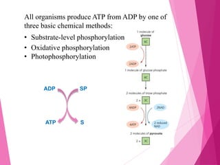 Photosynthesis.ppt