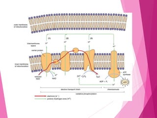 Photosynthesis.ppt