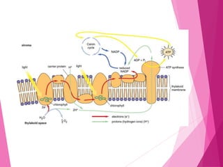 Photosynthesis.ppt