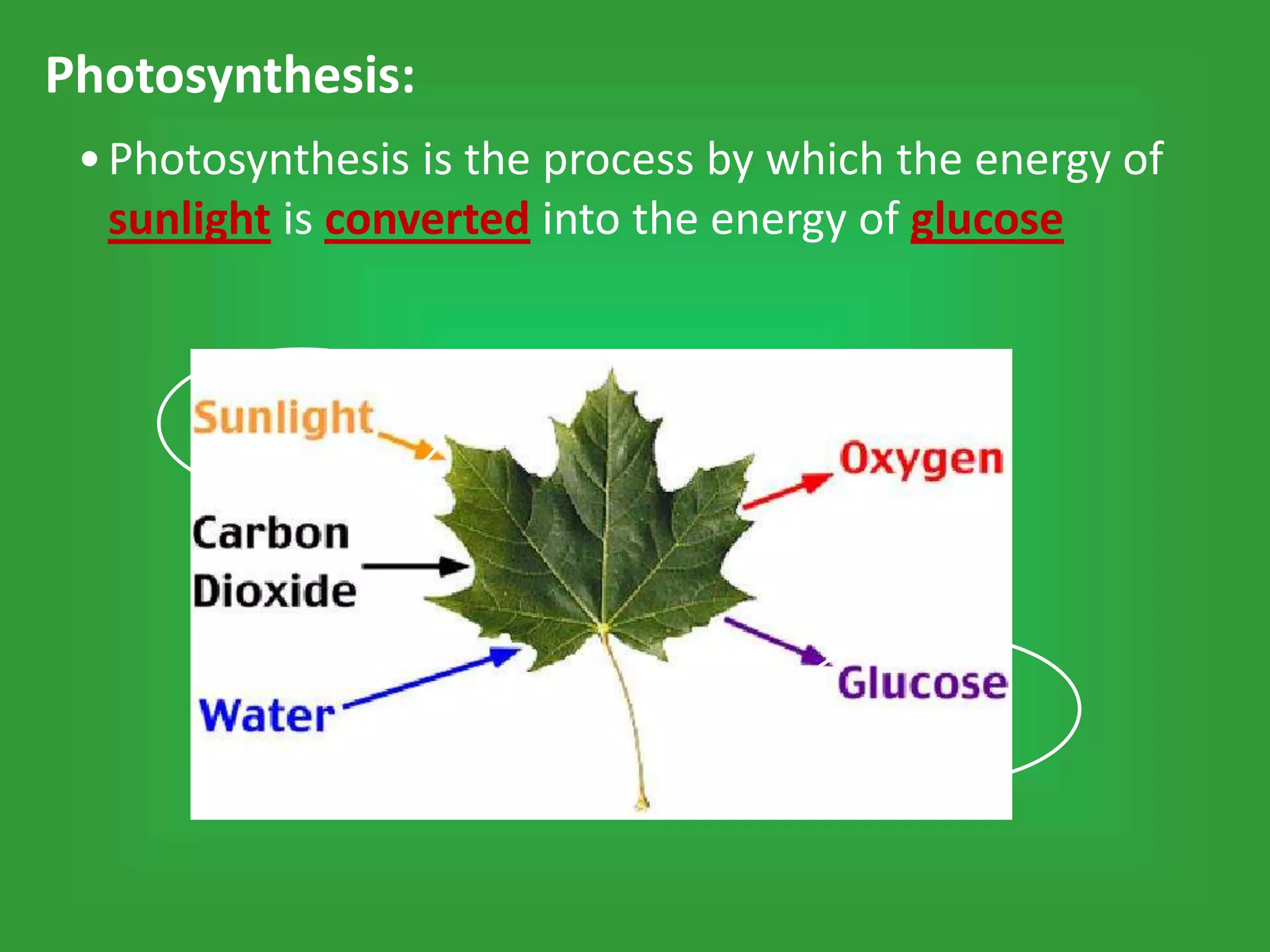 photosynthesis.ppt
