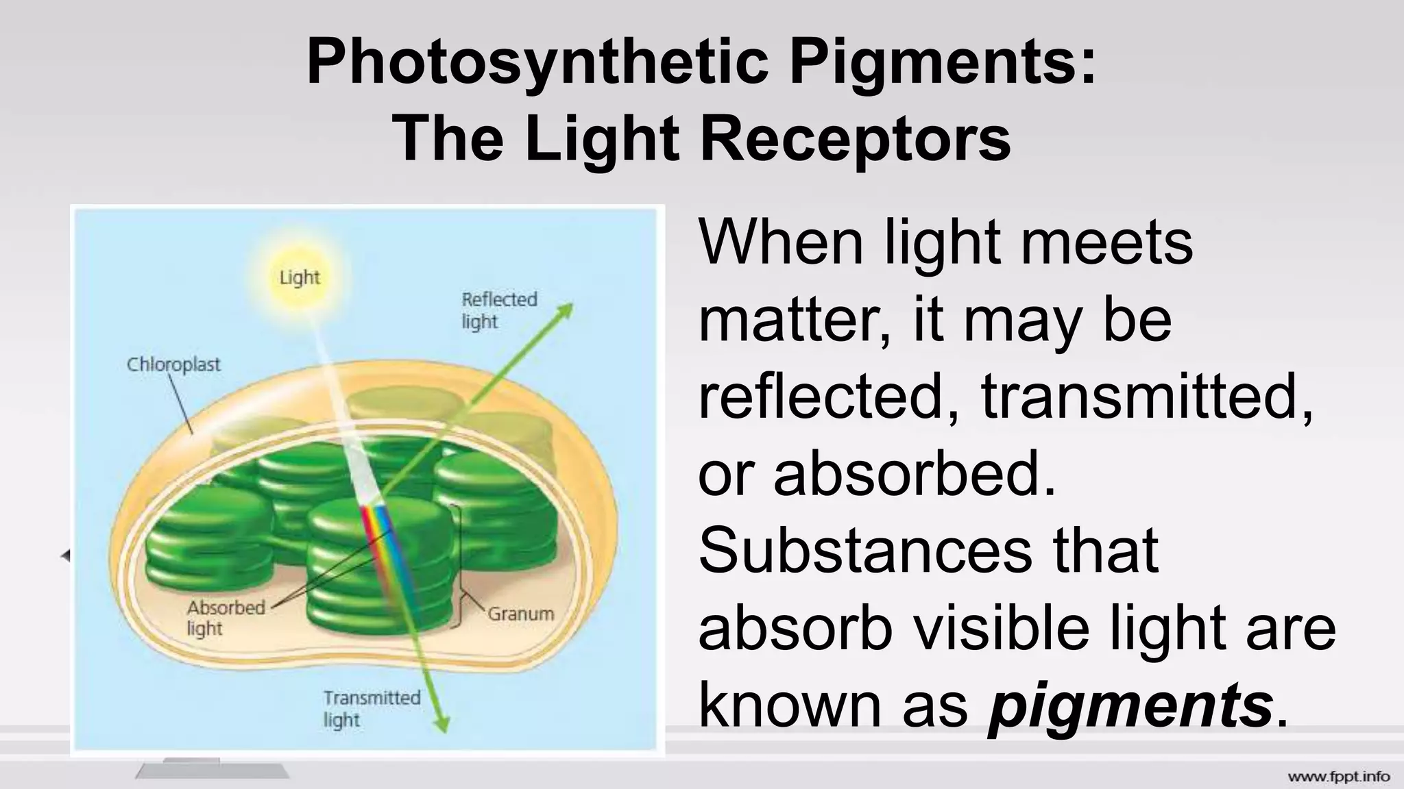 Photosynthesis.pptx