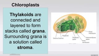 Photosynthesis.pptx