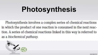 Photosynthesis.pptx