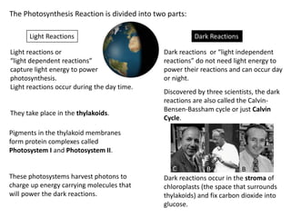 Photosynthesis ptt | PPTX