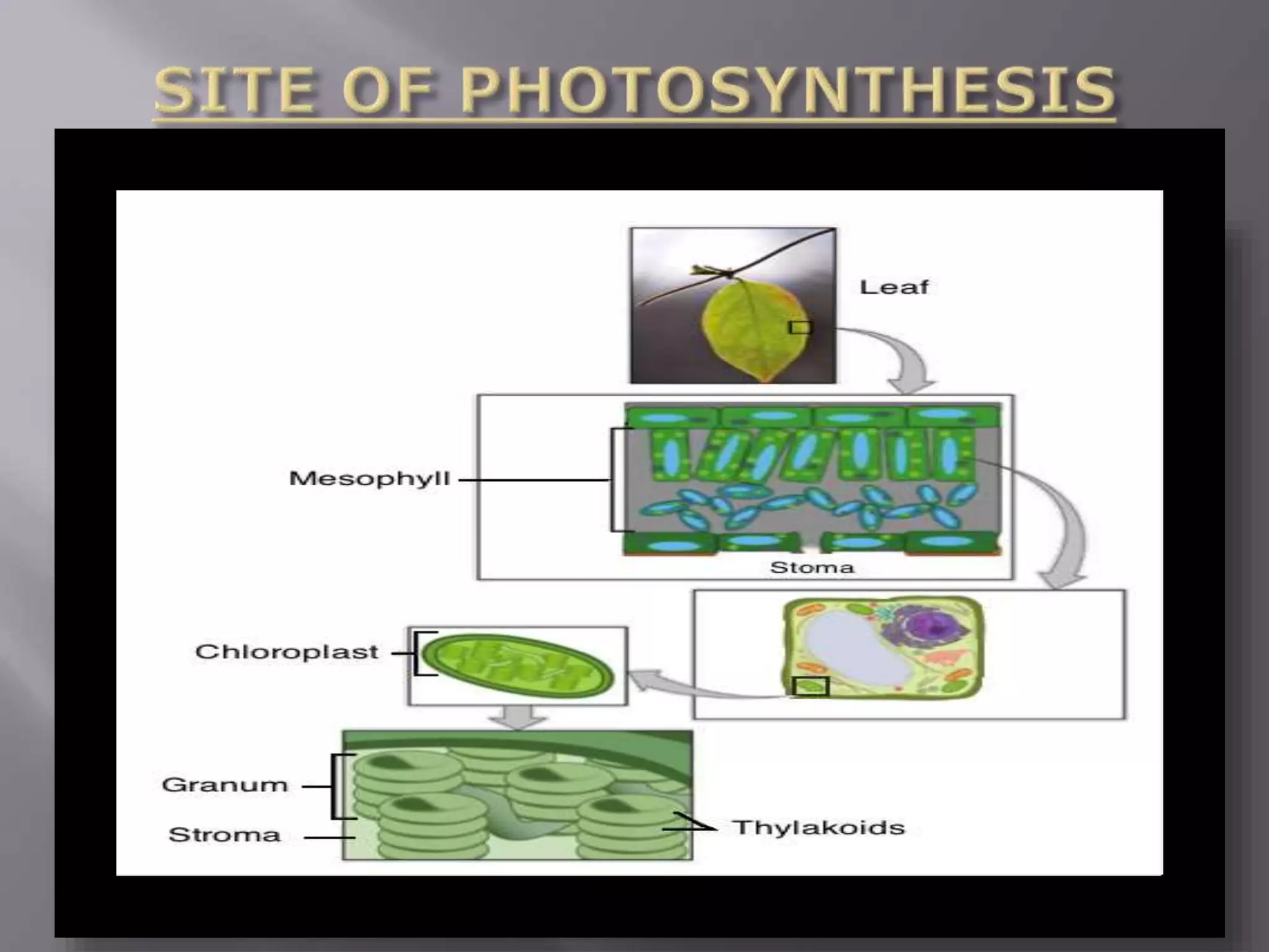 PHOTOSYNTHESIS.pptx